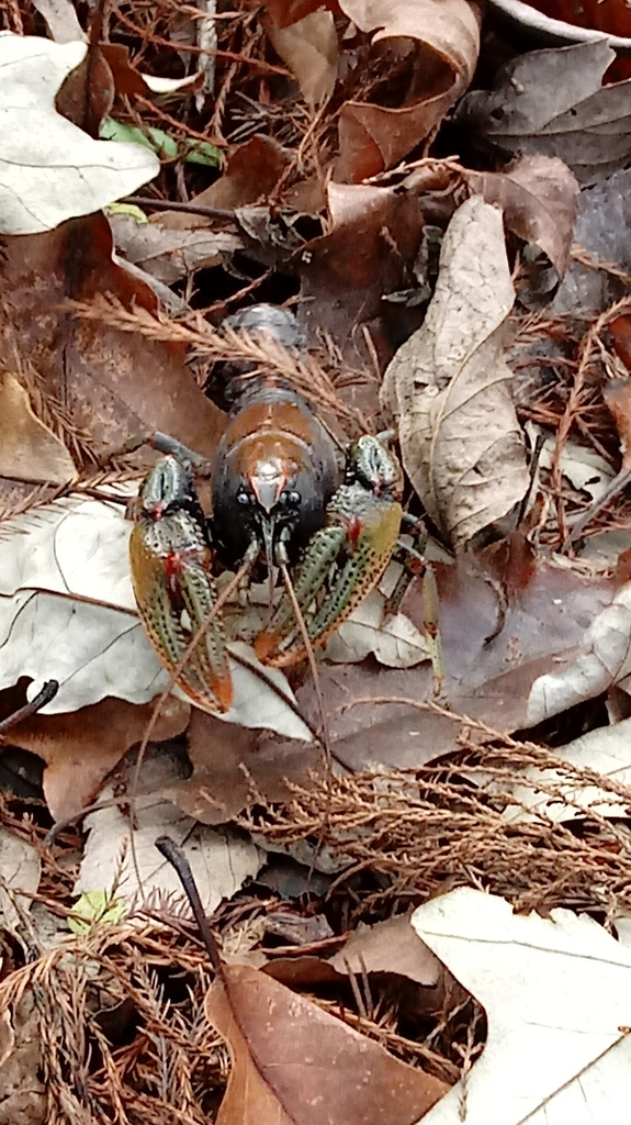 Painted Devil Crayfish from South Baton Rouge, Baton Rouge, LA, USA on ...