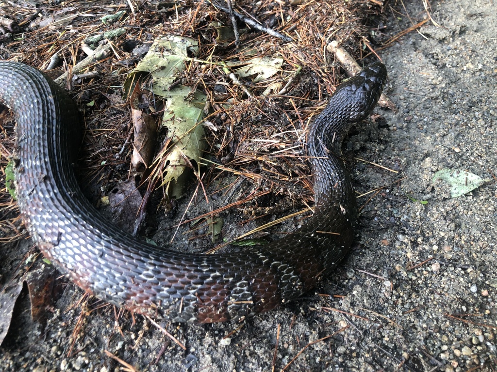 Northern Watersnake from Borderland State Park, Sharon, MA, US on June ...