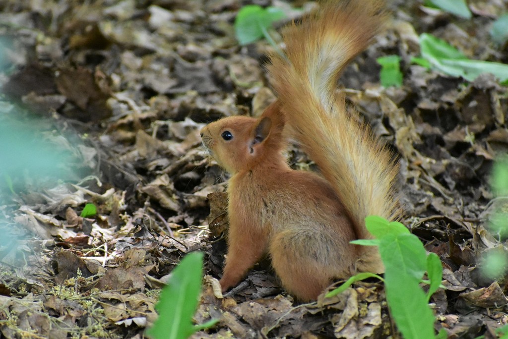 Siberian Red Squirrel (Sciurus vulgaris exalbidus) - Know Your Mammals