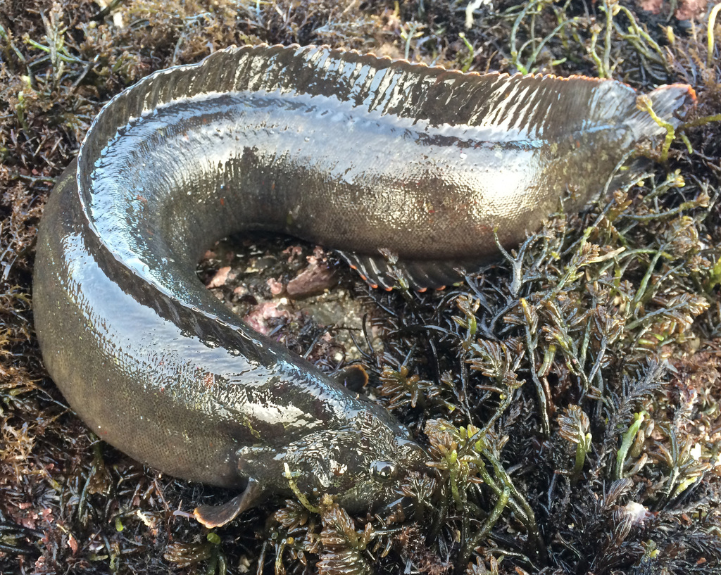 Monkey-faced Prickleback (Cebidichthys violaceus) - Marine Life ...