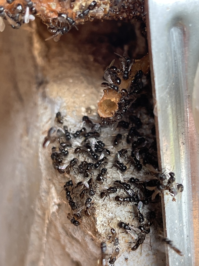 Parasitic Stingless Bees (Bee genera of southern Africa) · iNaturalist