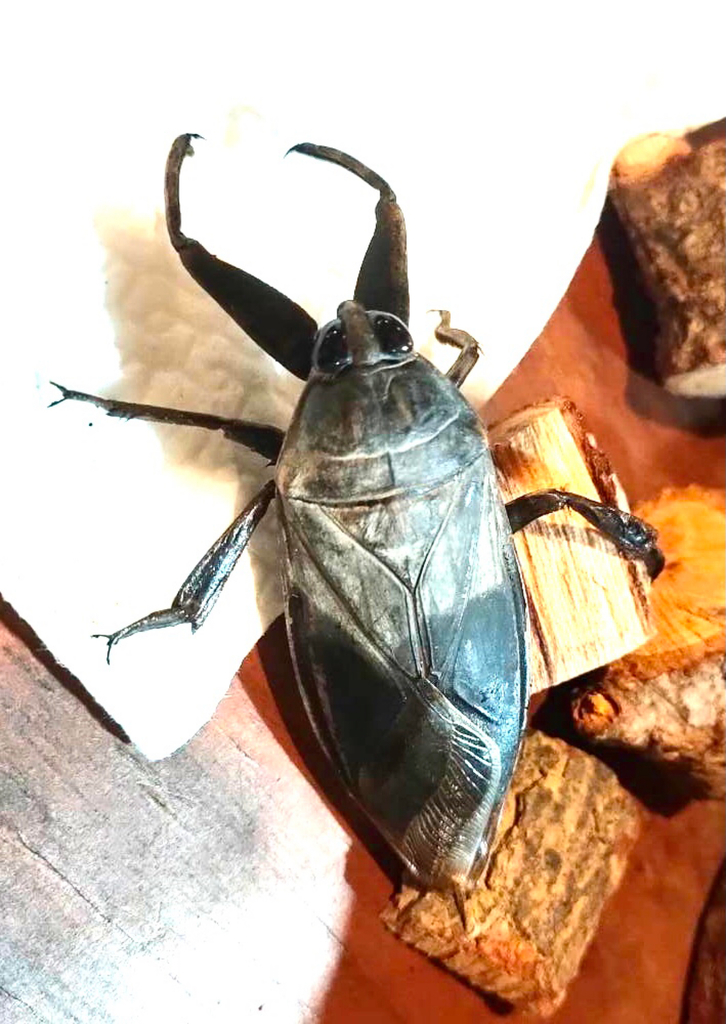 Asian Giant Water Bug from Toufen Township on June 01, 2021 at 09:17 PM ...
