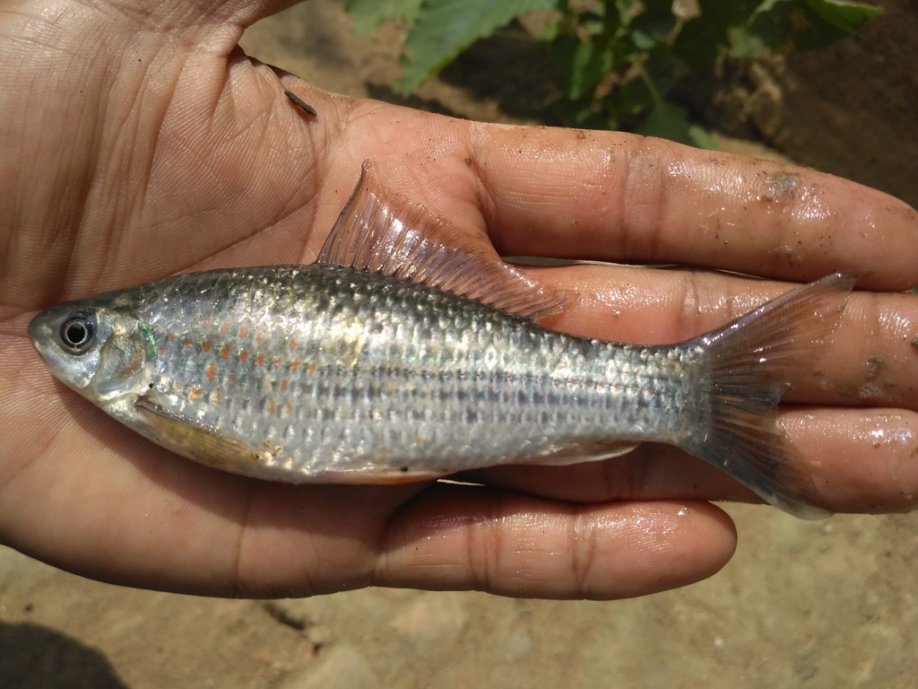 (Osteochilus) - Marine Life Identification