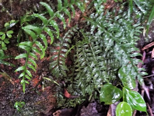 Lomariopsis fendleri · iNaturalist