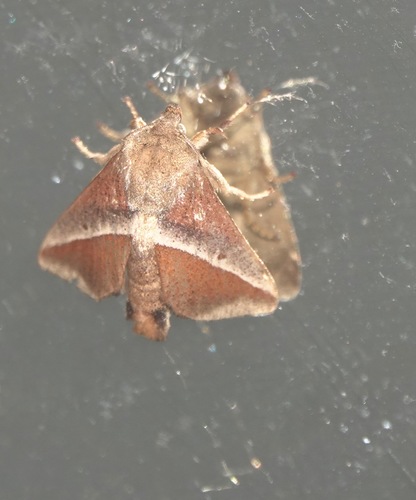 Thosea vetusta · iNaturalist United Kingdom