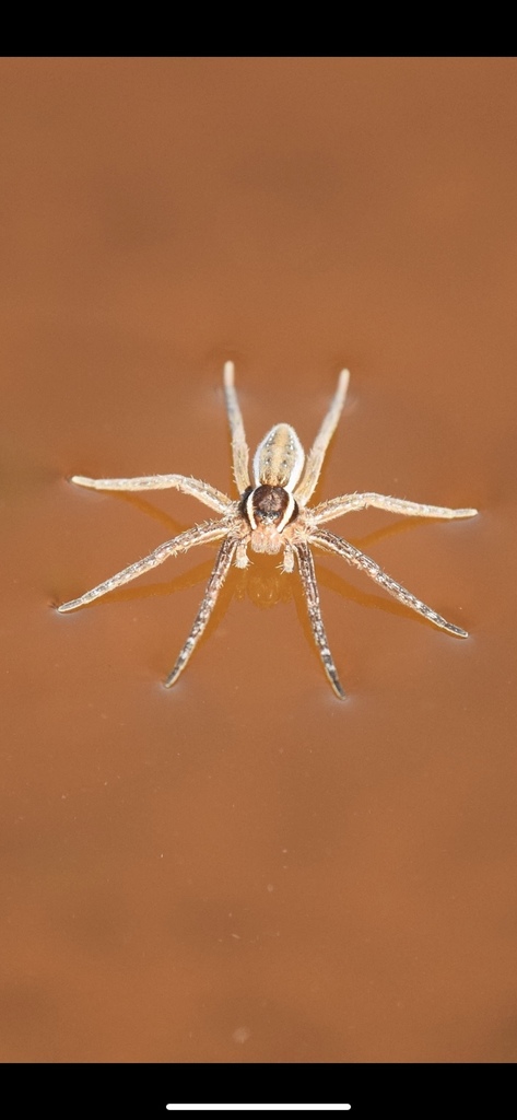 Six-spotted Fishing Spider from Attawapiskat River, Kenora, Unorganized ...