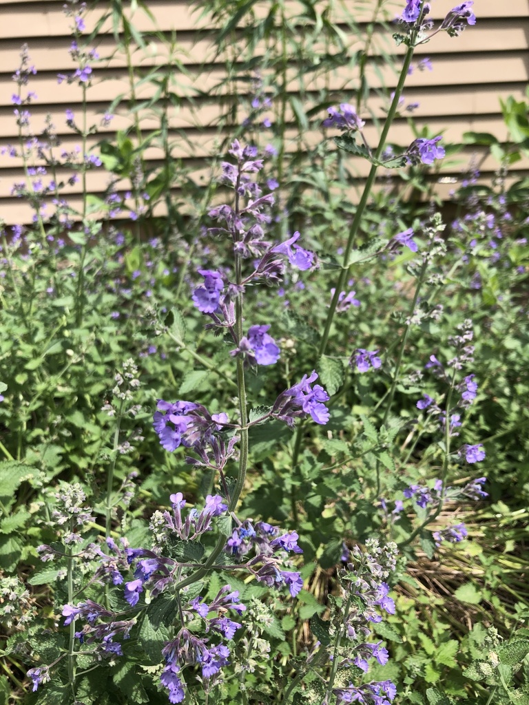 catmints from Hensley Dr, Ann Arbor, MI, US on May 31, 2021 at 02:55 PM ...