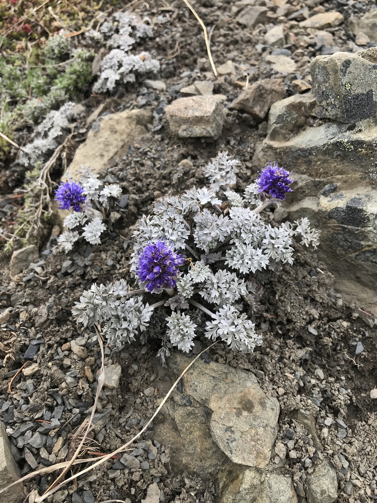 Olympic Cut-Leaf Synthyris from Olympic National Forest, Sequim, WA, US ...
