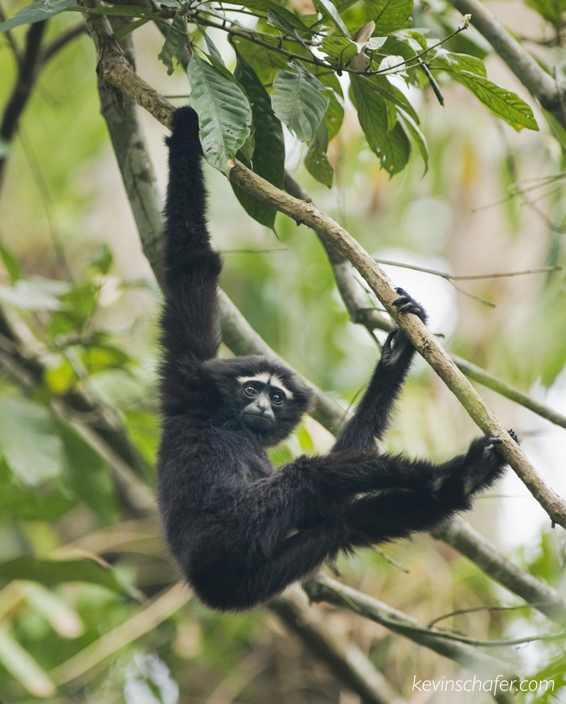 Hoolock Gibbons (Hoolock) - Know Your Mammals