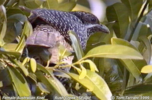 Australian Koel (Urban Birds of Brisbane) · iNaturalist