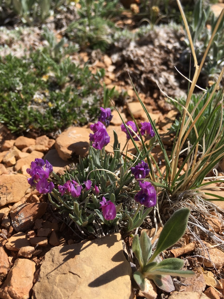 Tufted Milkvetch from Bighorn Mountain Rd, Kaycee, WY, US on June 01 ...
