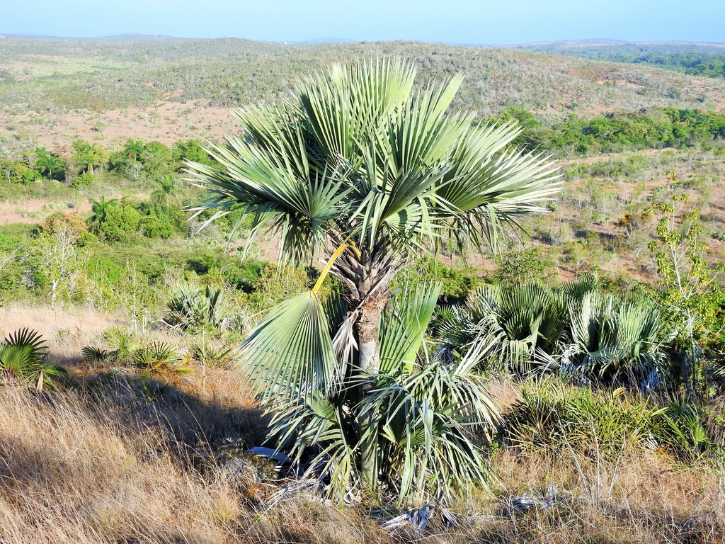 Copernicia baileyana from Holguín, Cuba on April 10, 2018 at 01:32 PM ...