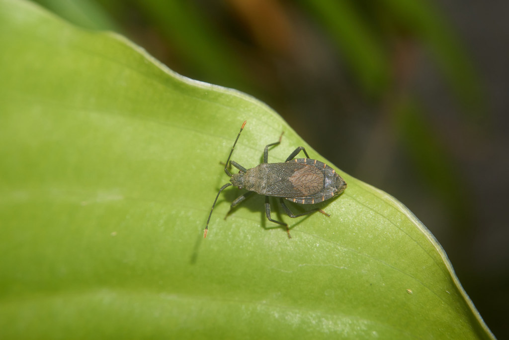Hygia opaca from 대한민국 경상남도 진주시 on June 01, 2021 at 08:55 PM by doze. H. opaca? · iNaturalist