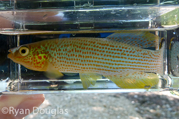 Northern Studfish (Fundulus catenatus) - Marine Life Identification