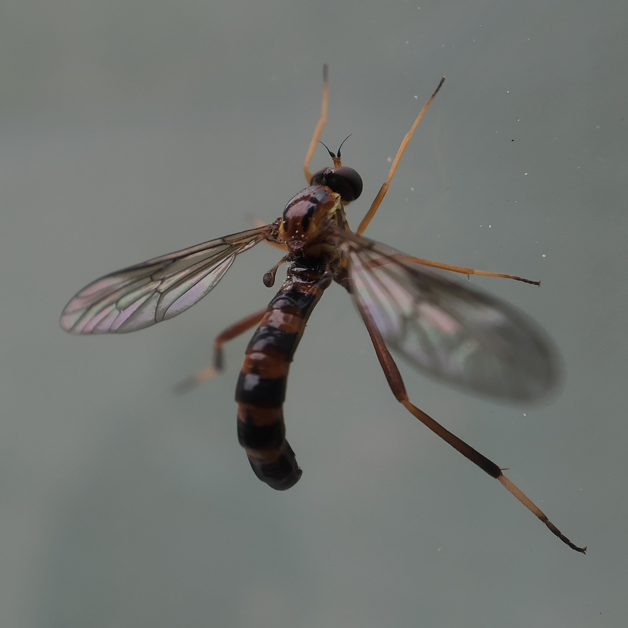 Vermileonidae