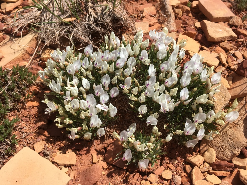 little bun milkvetch from Kaycee, WY, US on June 01, 2021 at 11:10 AM ...