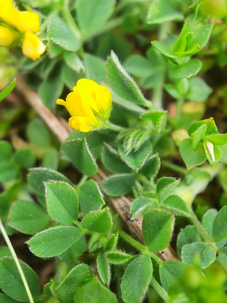 little bur-clover from 4400 Kalundborg, Danmark on June 01, 2021 at 02: ...