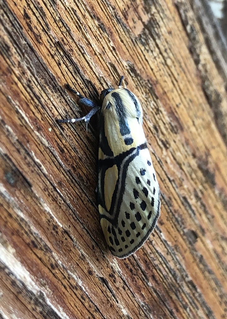 Hieroglyphic Moth from Hebbronville, TX, US on June 01, 2021 at 12:47 ...