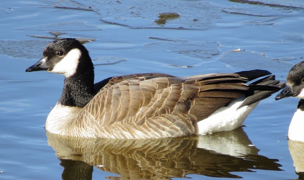 Lesser Canada Goose (Branta canadensis parvipes) - Avian Discovery