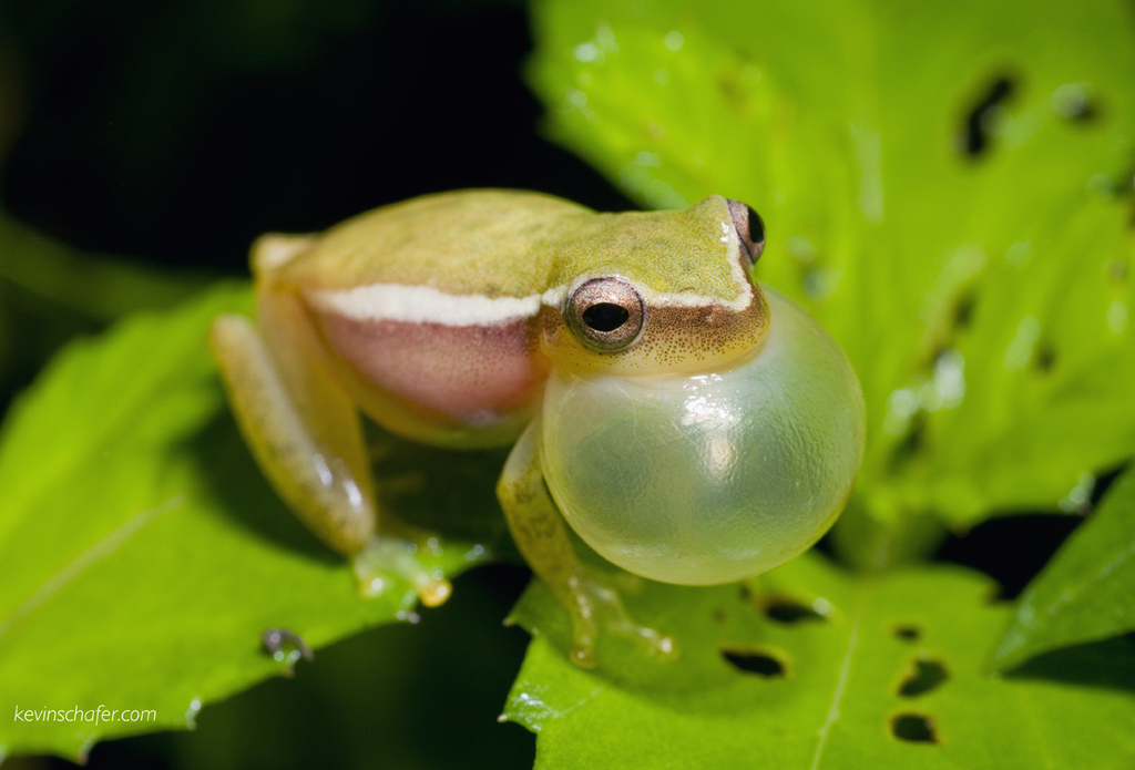Ranita grillo (anfibios de ver) · iNaturalist