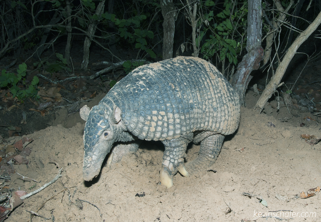 Giant Armadillo (Priodontes maximus) - Know Your Mammals