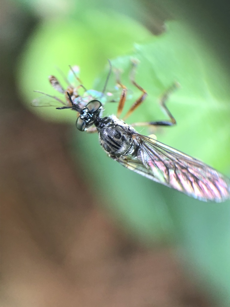 Stripe-legged Robber Fly from Clarke County, VA, USA on June 1, 2021 at ...