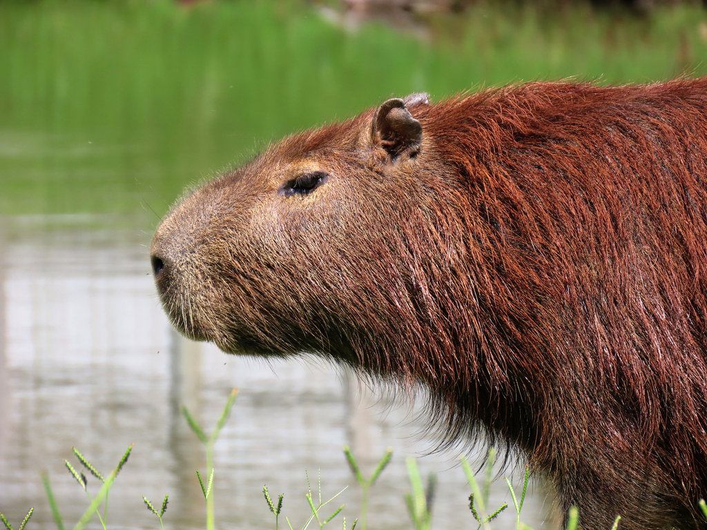 Capybara from Camanducaia - MG, 37650-000, Brasil on February 24, 2021 ...