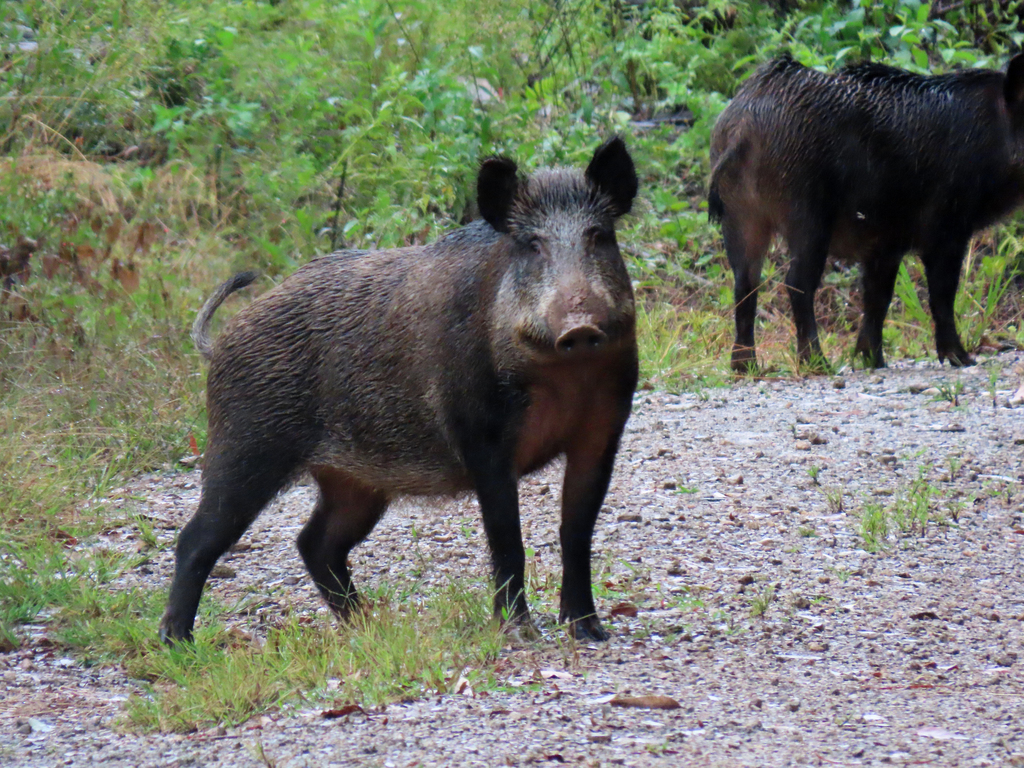 Eurasian Wild Pig from Camanducaia - MG, 37650-000, Brasil on February ...