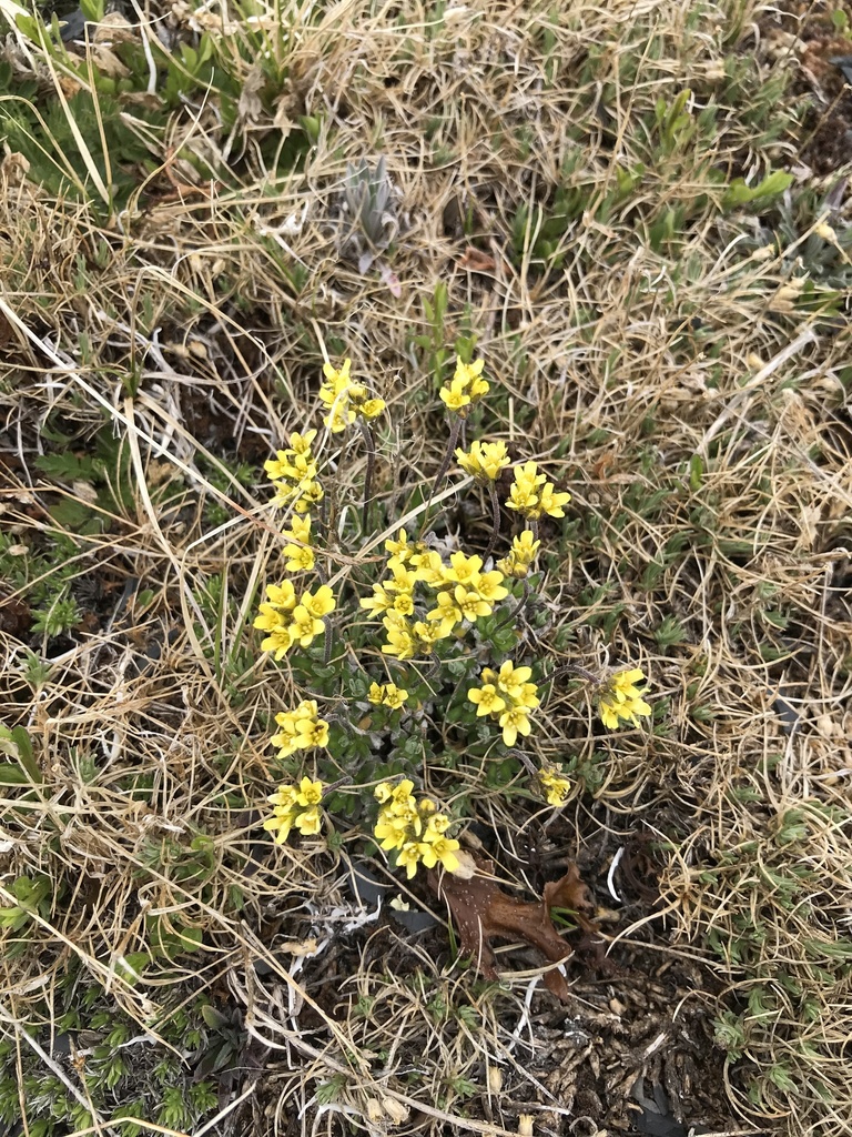 Yellowstone Whitlow-grass from Olympic National Forest, Sequim, WA, US ...