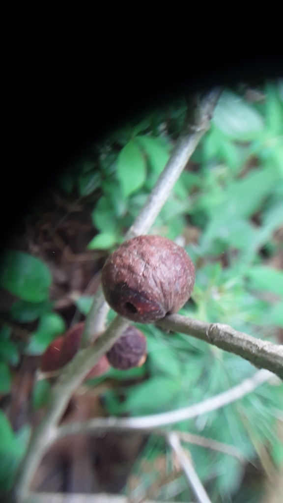 Globular root gall from Sharon, Massachusetts 02067, États-Unis on June ...