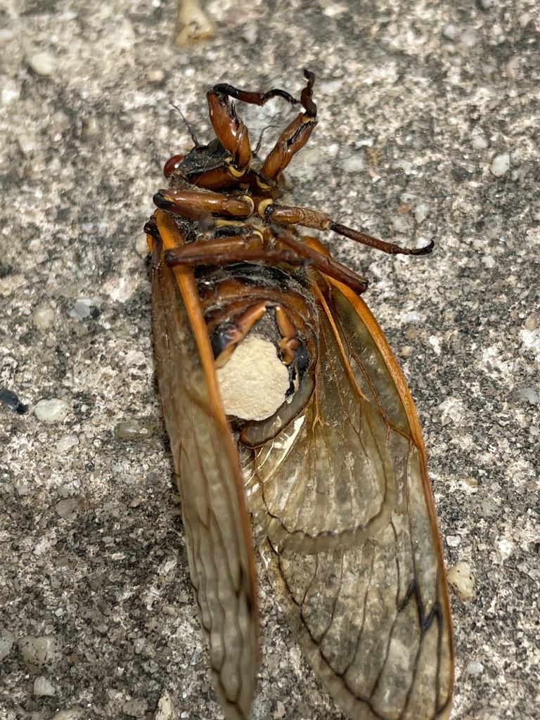 Massospora cicadina from Brookeway Dr, Bethesda, MD, US on June 1, 2021 ...