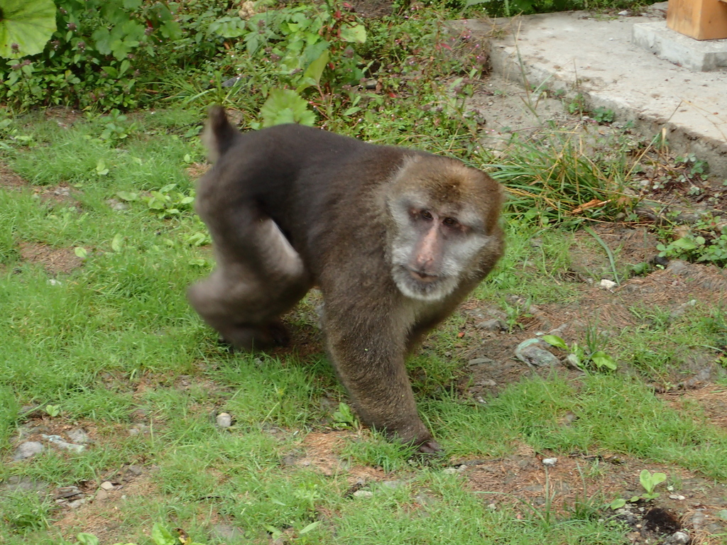 Tibetan Macaque (Macaca thibetana) - Know Your Mammals
