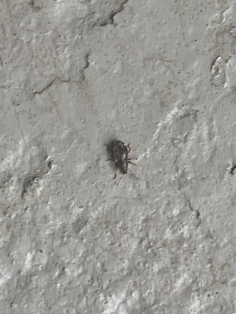 Broad-nosed Weevils from Birchwood Ln, Salisbury Mills, NY, US on June ...