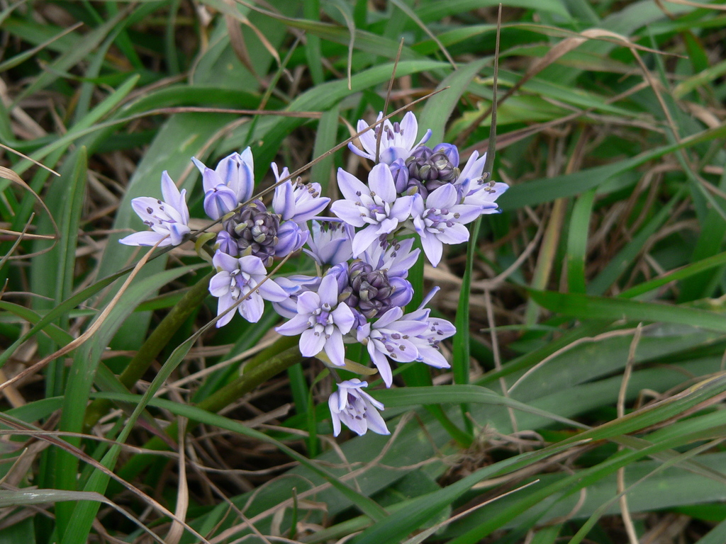 Squills (Scilla) - Botanical Realm