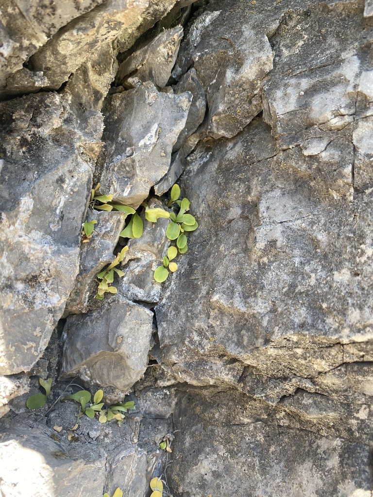 Maguire's Primrose in May 2021 by Matt Berger · iNaturalist