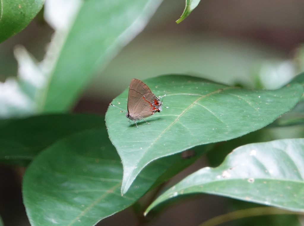 Origo Groundstreak from Iwokrana Forest Reserve, Guyana on January 24 ...