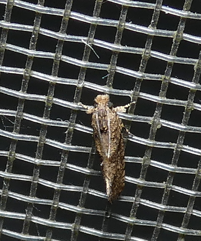 Grass Tubeworm Moths from Zona rural de Paudalho - Pernambuco on May 29 ...