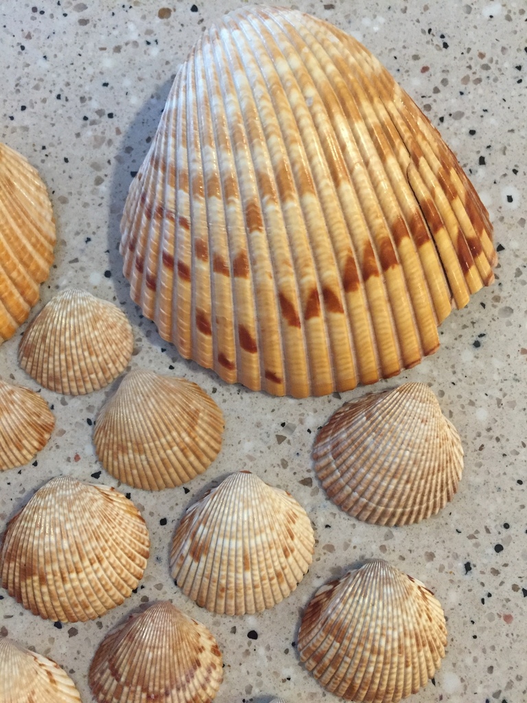 Giant Atlantic Cockle (North carolina marine molluscs) · iNaturalist