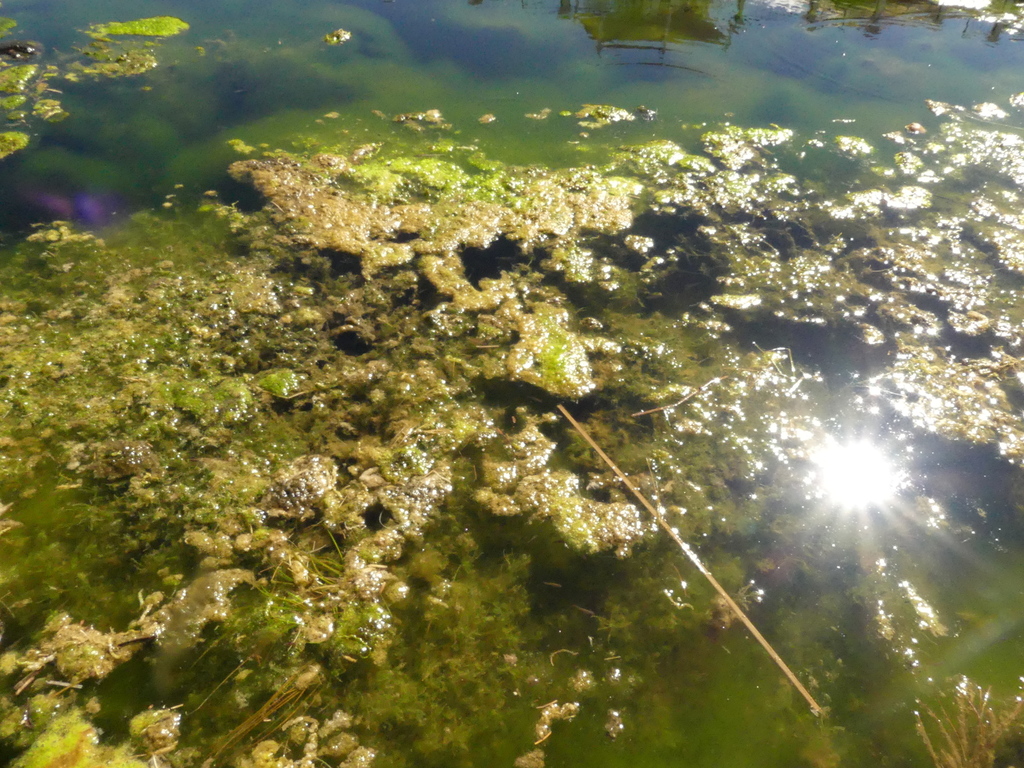 green algae from Calama, Antofagasta, Chile on May 29, 2021 at 01:36 PM ...