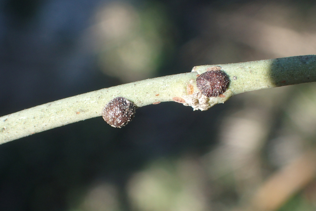 Soft scales in February 2018 by Ron Matsumoto · iNaturalist