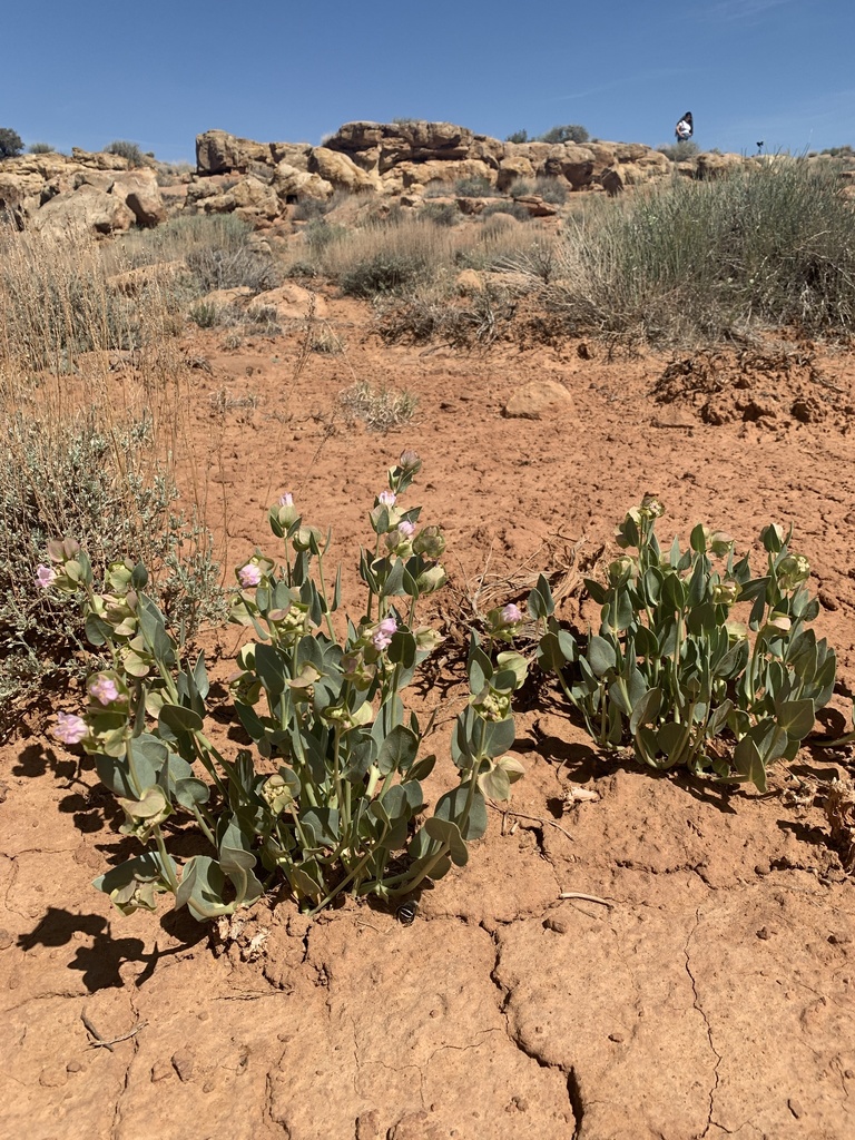 four o'clock family from Myton, UT, US on May 19, 2021 at 10:58 AM by ...