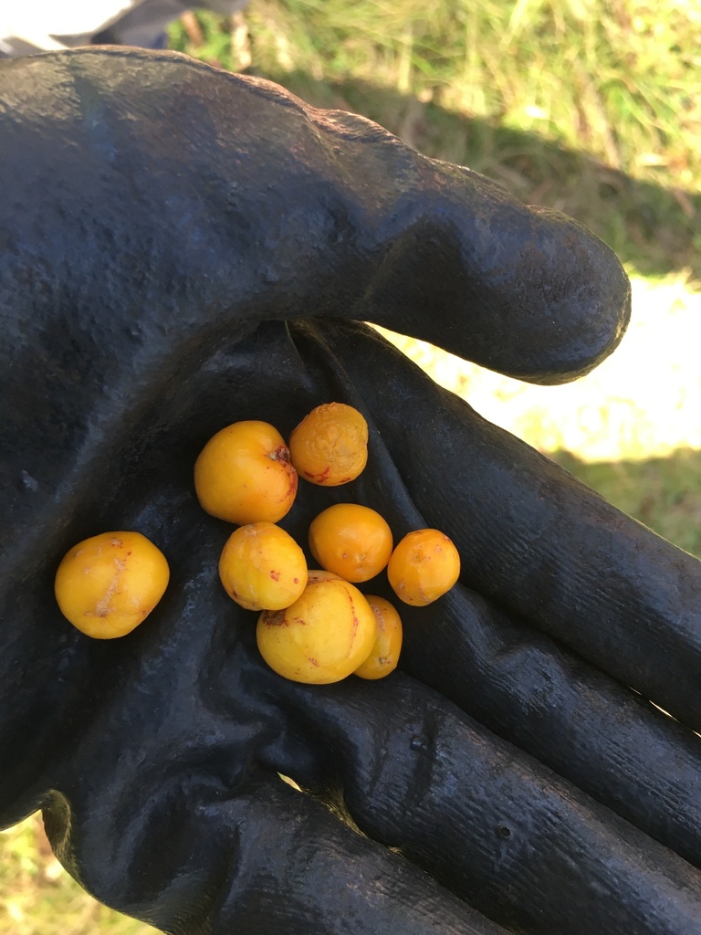 Wombat Berry from Phelps Road, Mount Wilson, NSW, AU on May 31, 2021 at ...