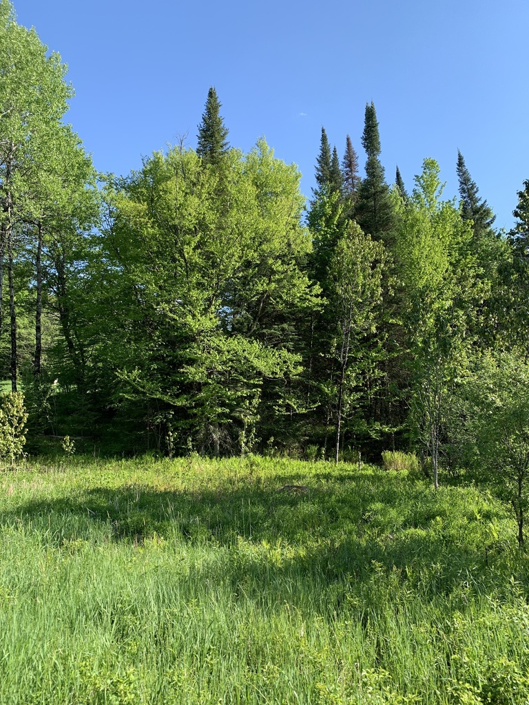 balsam fir in June 2021 by Charlie Hohn. Little wetland here · iNaturalist
