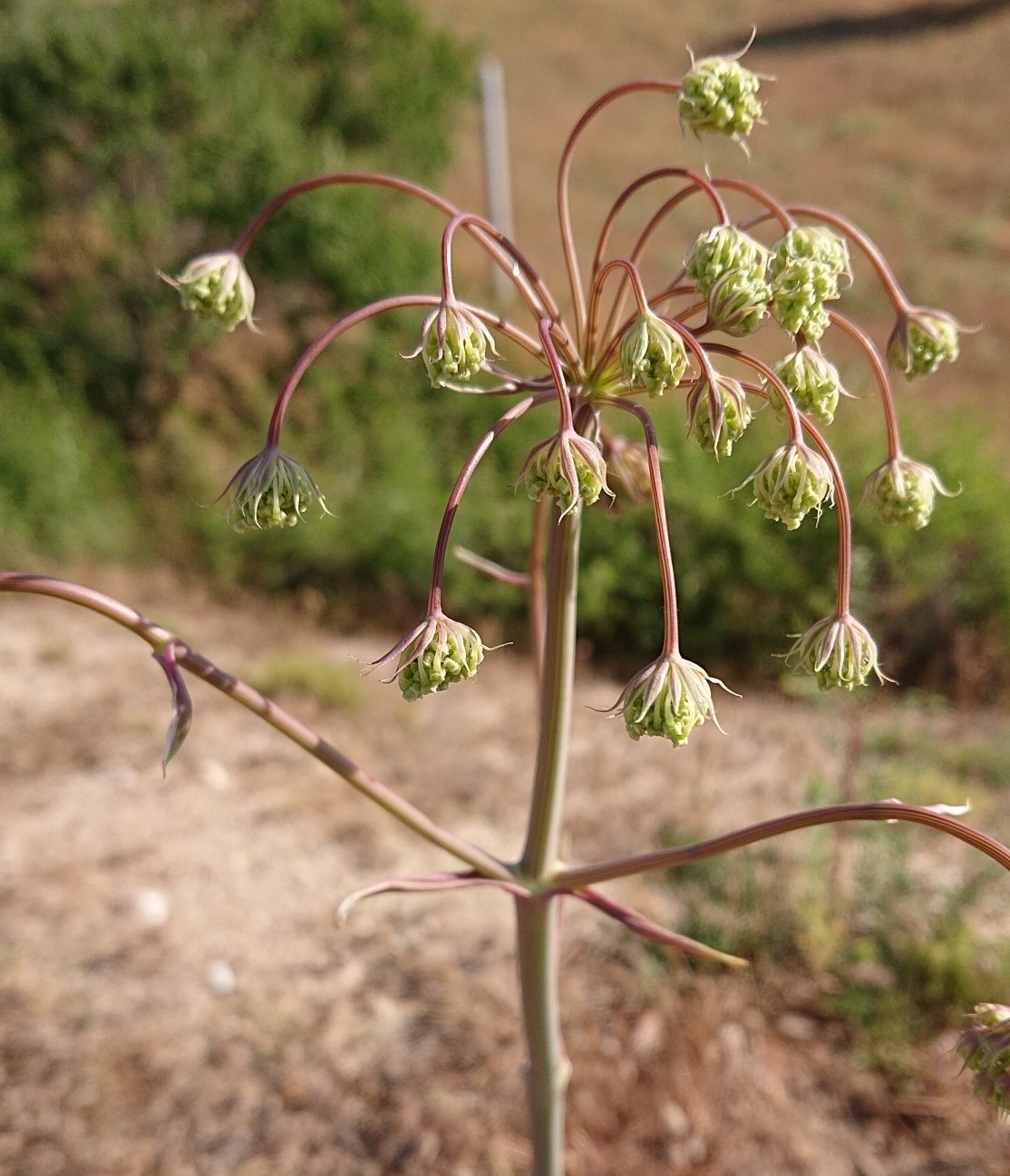 Thapsia gummifera (Desf.) Spreng.