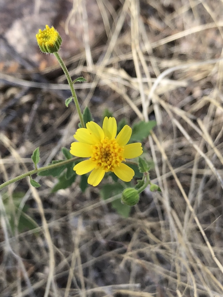 Perityle californica (Guia de plantas- Osasis Primer Agua) · iNaturalist