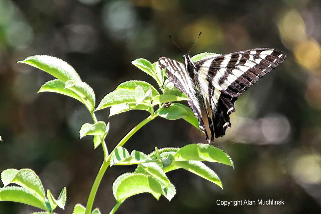 Pale Swallowtail from Claremont, CA, USA on June 01, 2021 at 11:37 AM ...