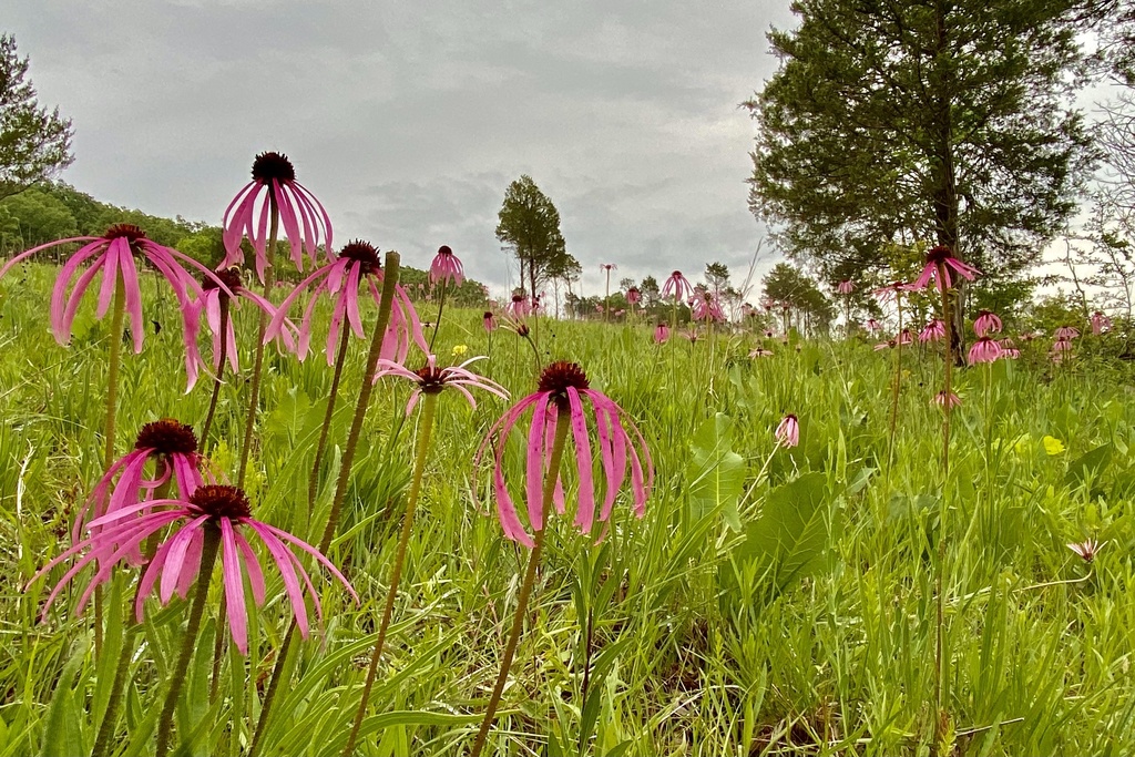 wavyleaf purple coneflower from De Soto, MO, US on June 1, 2021 at 05: ...