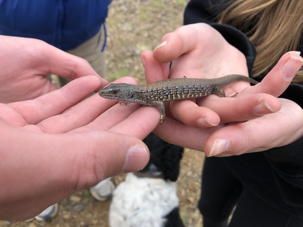 Northern Alligator Lizard from Ellensburg, WA, US on May 22, 2021 at 11 ...