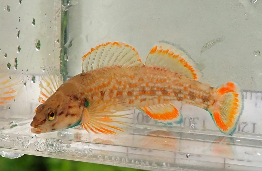 Redline Darter (Nothonotus rufilineatus) - Marine Life Identification