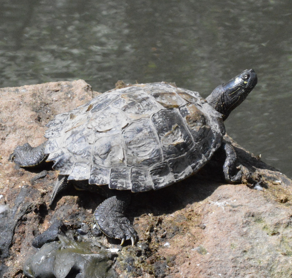 Ouachita Map Turtle from Boise State University District, Boise, ID ...